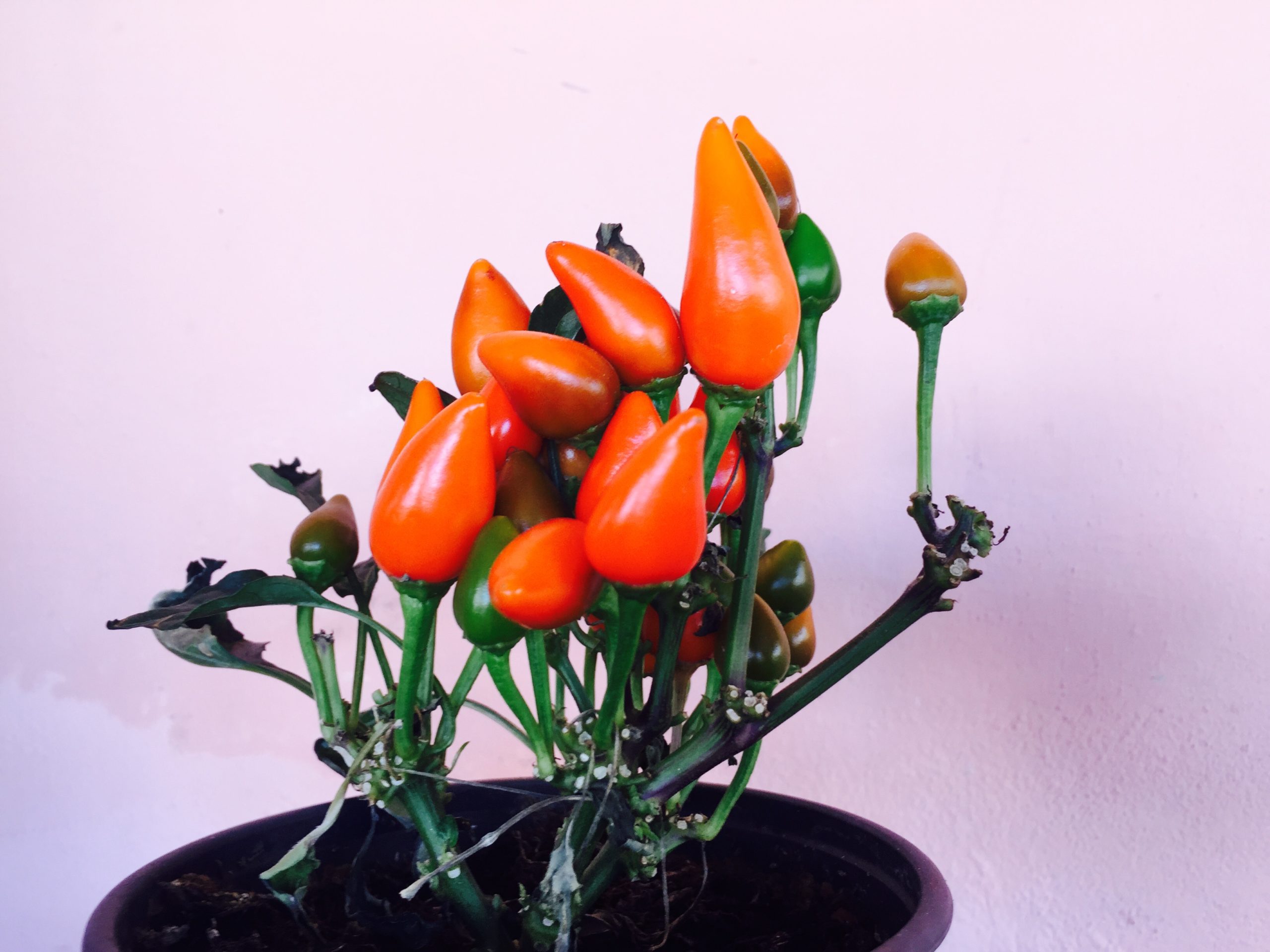 Should You Be Eating Spicy Food This Winter? - Love Grace Inc.